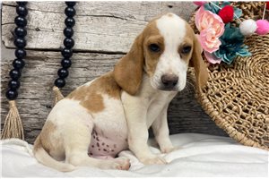 Beagle Puppies for Sale | Pawrade.com