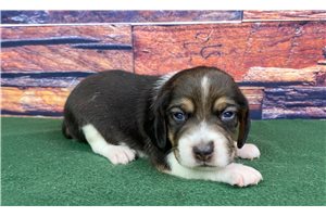 Beagle Puppies for Sale | Pawrade.com