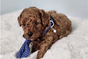Toy Poodles for Sale | Puppies | Pawrade.com