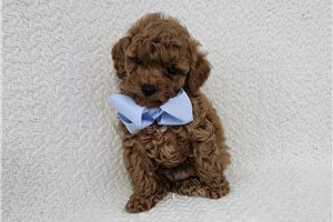 Toy Poodles for Sale | Puppies | Pawrade.com