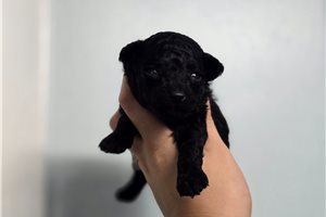 Davina - Toy Poodle Puppy A709E9 | Pawrade