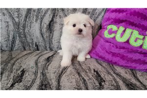 Maltese for Sale | Puppies | Pawrade.com
