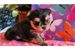 Morkie / Yorktese for Sale | Puppies | Pawrade.com