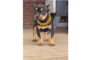 American Bully Puppies for Sale | Pawrade.com