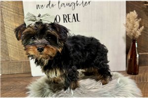 Yorkiepoo - Yorkie Poo for Sale | Puppies | Pawrade.com