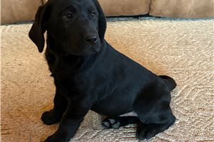 Labrador Retriever for Sale | Puppies | Pawrade.com