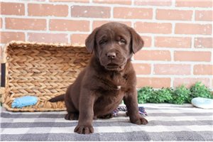 Labrador Retriever for Sale | Puppies | Pawrade.com