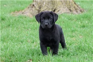 Labrador Retriever for Sale | Puppies | Pawrade.com