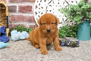 Mahogany - Labrador Retriever Puppy A3BF87 | Pawrade