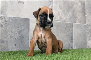 Boxer for Sale | Puppies | Pawrade.com