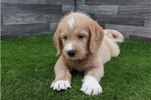 Puppies & Dogs for Sale | Pawrade.com