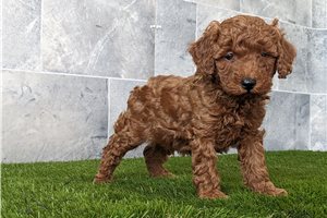 Toy Poodles for Sale | Puppies | Pawrade.com
