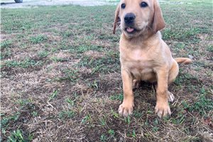 Labrador Retriever Puppies for Sale | Pawrade.com