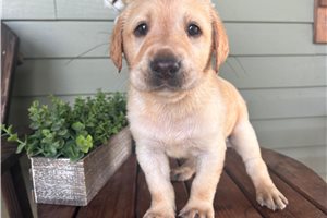 Labrador Retriever for Sale | Puppies | Pawrade.com