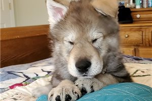 Wolf Hybrid for Sale | Puppies | Pawrade.com