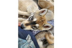 Wolf Hybrid Puppies for Sale | Pawrade.com