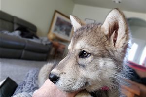 Wolf Hybrid Puppies for Sale | Pawrade.com
