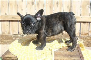 French Bulldog Puppies for Sale | Pawrade.com