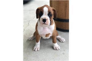 Boxer Puppies for Sale | Pawrade.com