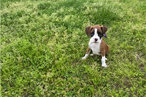 Boxer for Sale | Puppies | Pawrade.com