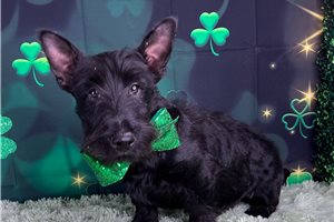 Scottish Terrier for Sale | Puppies | Pawrade.com