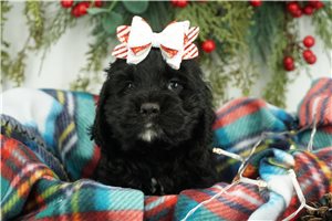 Cocker Spaniel for Sale | Puppies | Pawrade.com