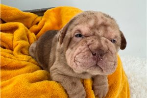 Mini Hippo for Sale | Puppies | Pawrade.com