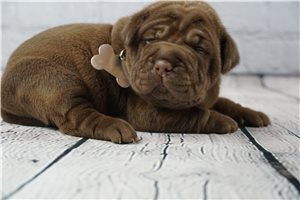 Mini Hippo for Sale | Puppies | Pawrade.com