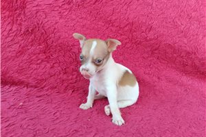 The Best Small Dogs for 2021 | Pawrade.com