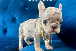French Bulldog Puppies for Sale | Puppies | Pawrade.com