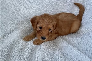 Puppies & Dogs for Sale | Pawrade.com