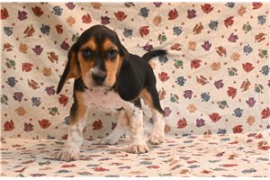 Beagle Puppies for Sale | Pawrade.com