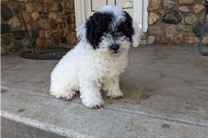 Bich-Poo - Bichpoo for Sale | Puppies | Pawrade.com