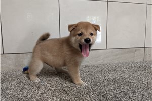 Shiba Inu for Sale | Puppies | Pawrade.com