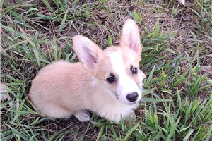 Pembroke Welsh Corgi for Sale | Puppies | Pawrade.com