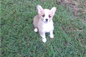 Pembroke Welsh Corgi for Sale | Puppies | Pawrade.com