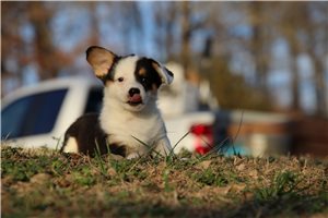 Michael - Cardigan Welsh Corgi Puppy 1777C5 | Pawrade