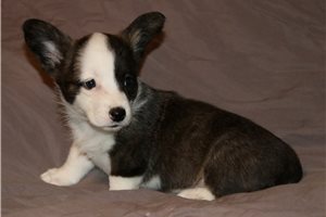 Maverick - Cardigan Welsh Corgi Puppy E95EDC | Pawrade