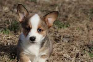Mila - Cardigan Welsh Corgi Puppy 74F3D4 | Pawrade