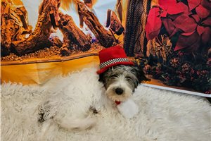 Yorkiepoo - Yorkie Poo for Sale | Puppies | Pawrade.com