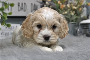 Cockapoo for Sale | Puppies | Pawrade.com