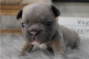 Edmund - French Bulldog Puppy 121416 | Pawrade