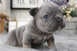 Elise - French Bulldog Puppy 867DA8 | Pawrade