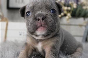 Elise - French Bulldog Puppy 867DA8 | Pawrade