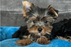 Yorkshire Terrier - Yorkie for Sale | Puppies | Pawrade.com