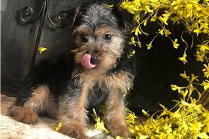 Silky Terrier for Sale | Puppies | Pawrade.com