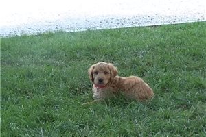 Puppies & Dogs for Sale | Pawrade.com