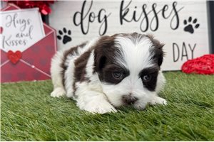 Sienna - Havanese Puppy A2CD9E | Pawrade