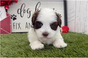 Shiloh - Havanese Puppy 161346 | Pawrade