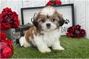 Shih Tzu Puppies for Sale | Puppies | Pawrade.com